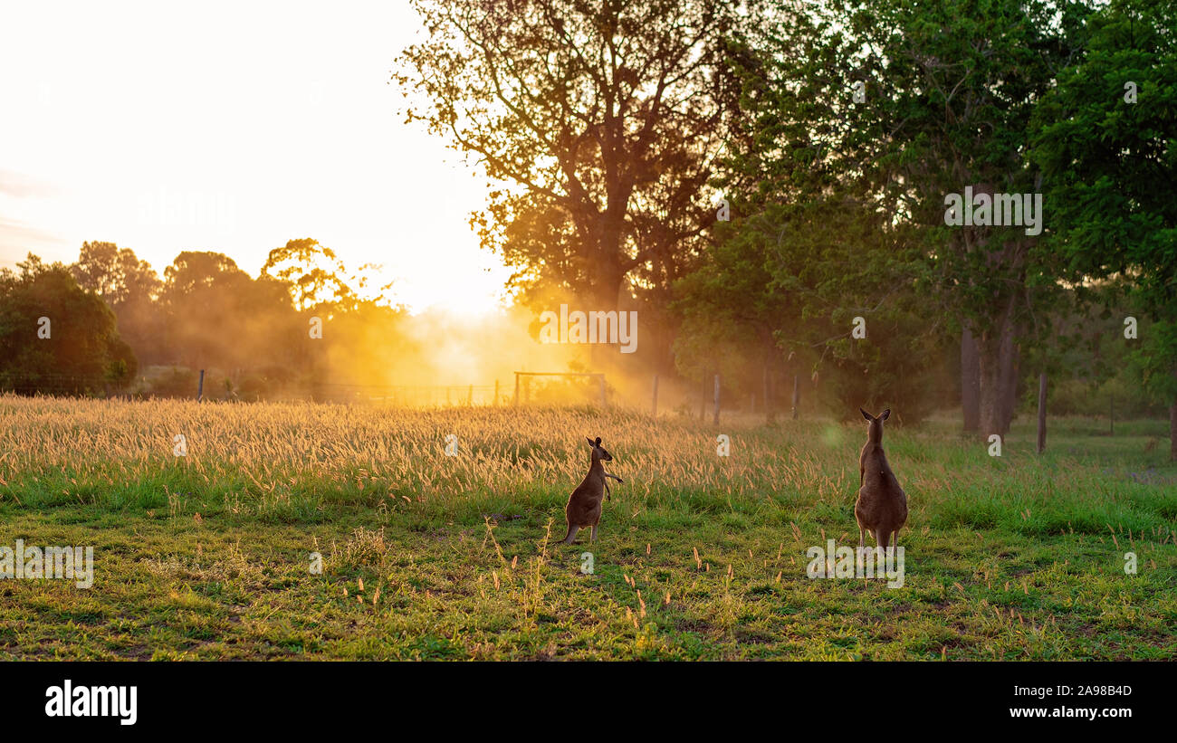 Australian kangaroos sunset in wild hi-res stock photography and images ...