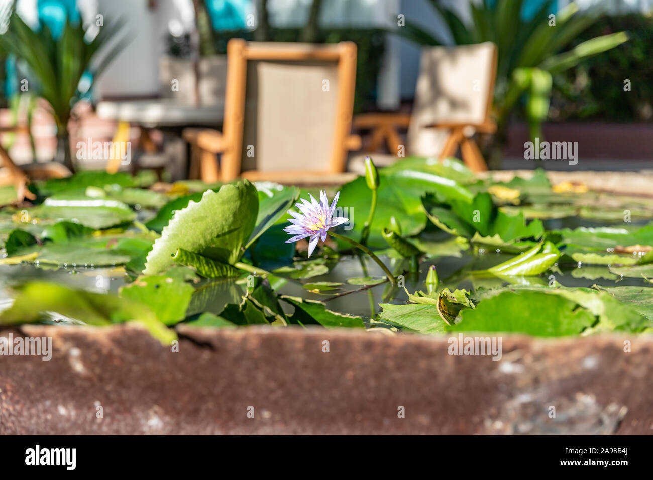 St Vincent and the Grenadines, Lily flower in iron vat Stock Photo - Alamy