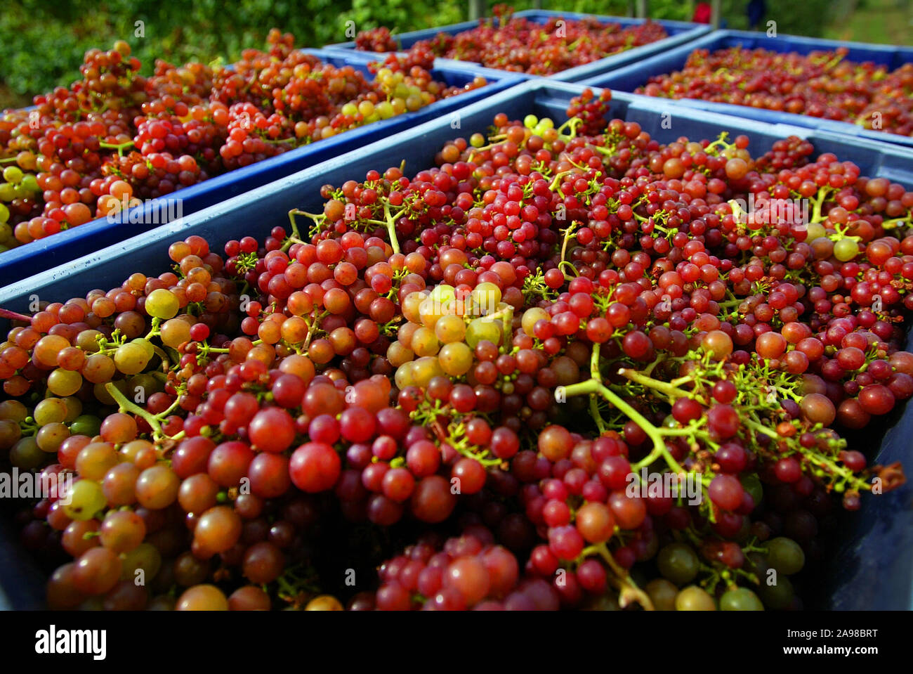 Exeter, England. Grape picking at Manstree Vineyard, Shillingford St ...
