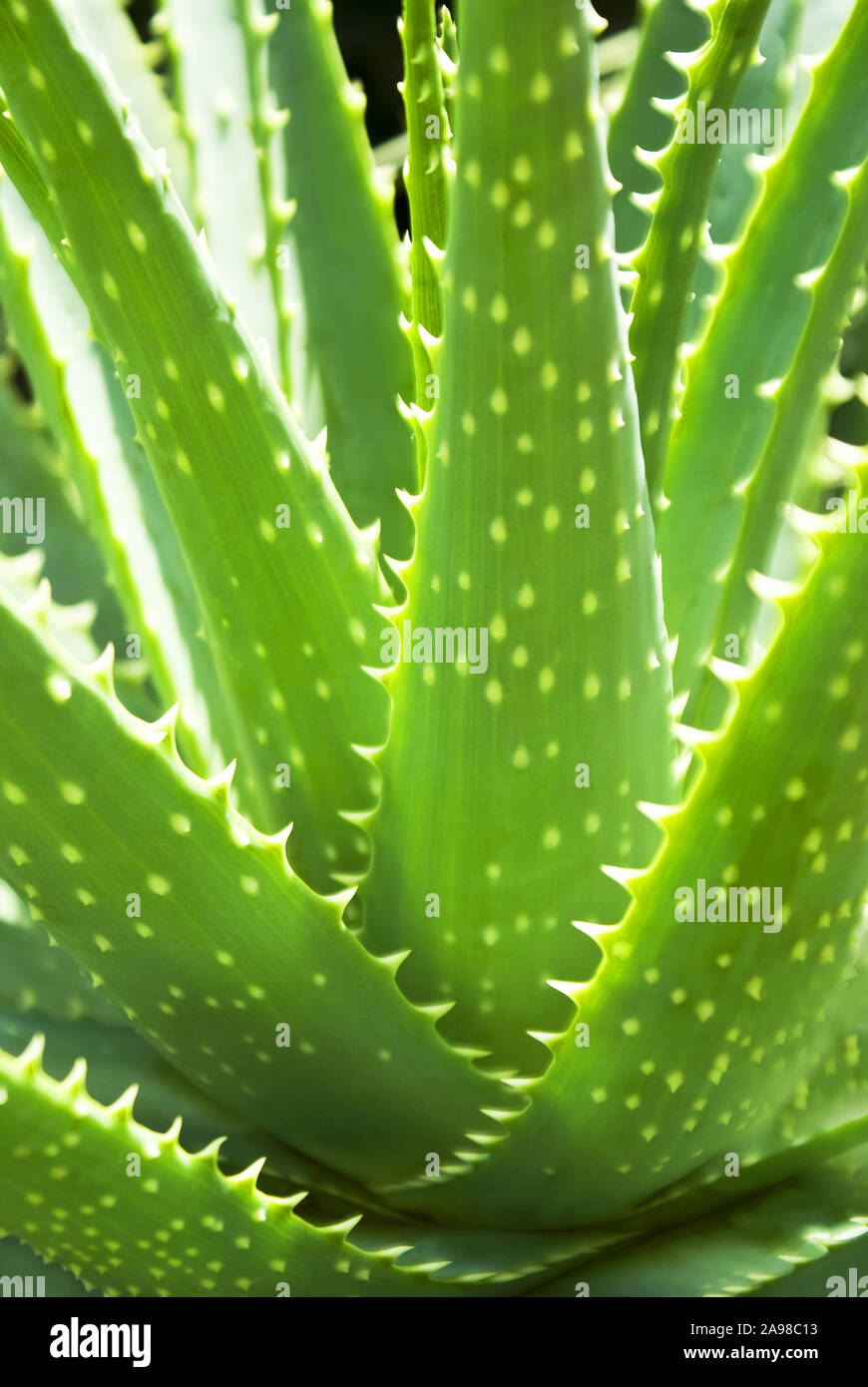 Aloe Vera plant close up Stock Photo - Alamy