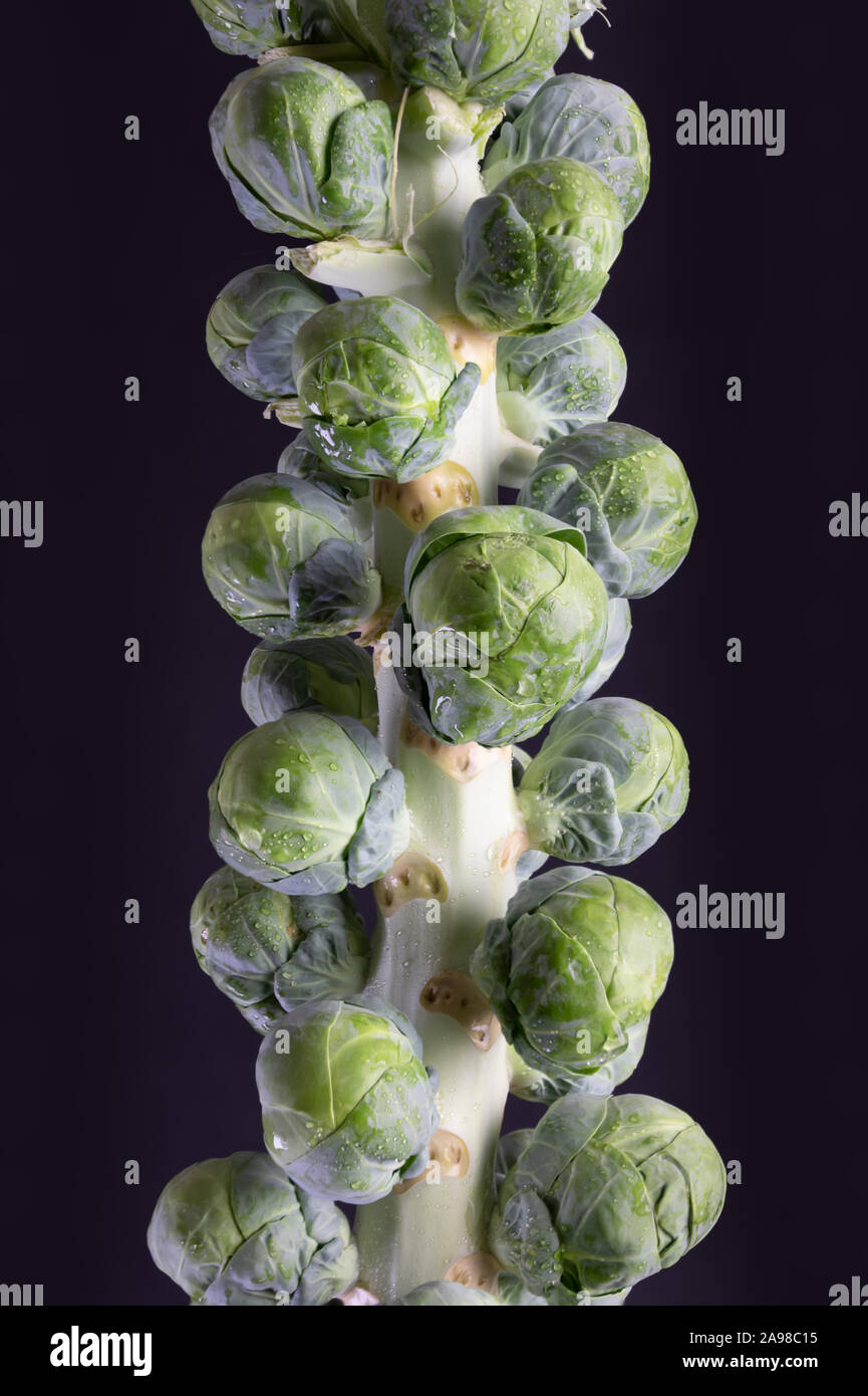Sprout stalk hi-res stock photography and images - Alamy