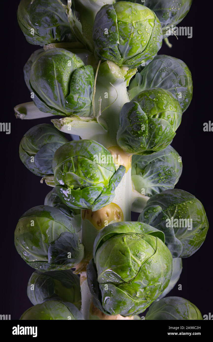 Macro of a fresh green brussel sprout stalk on black blackground Stock ...