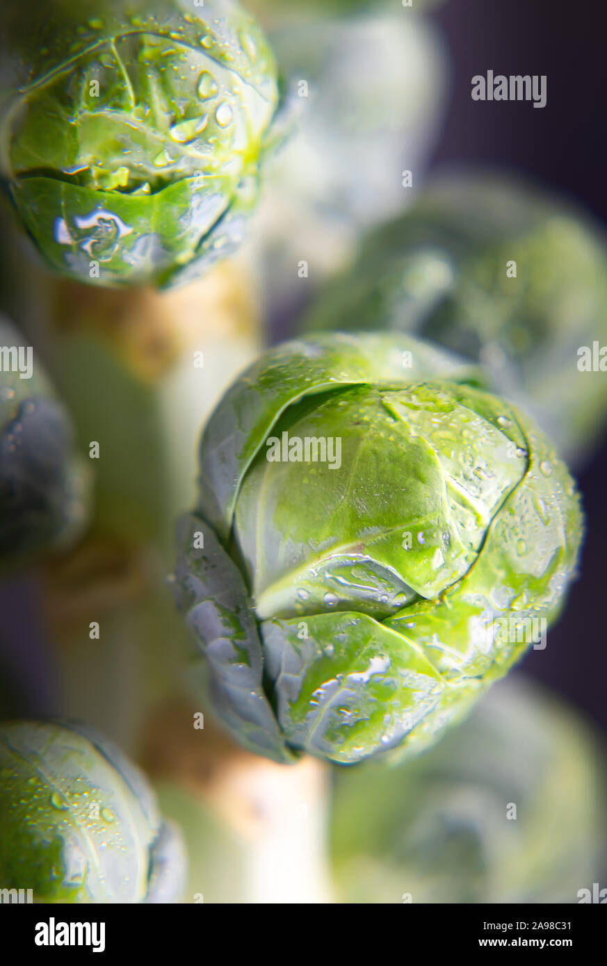 Macro of a fresh green brussel sprout stalk Stock Photo - Alamy