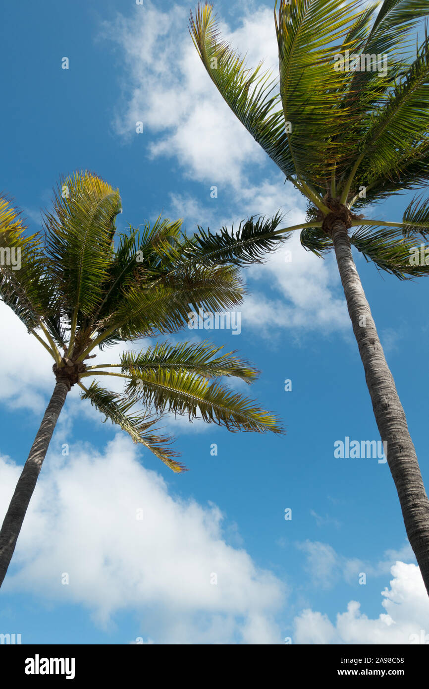Windy Palm Trees