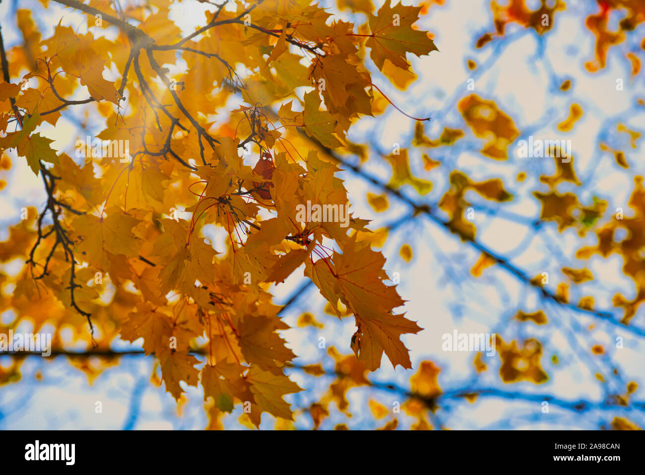Park with golden sun rays hi-res stock photography and images - Alamy
