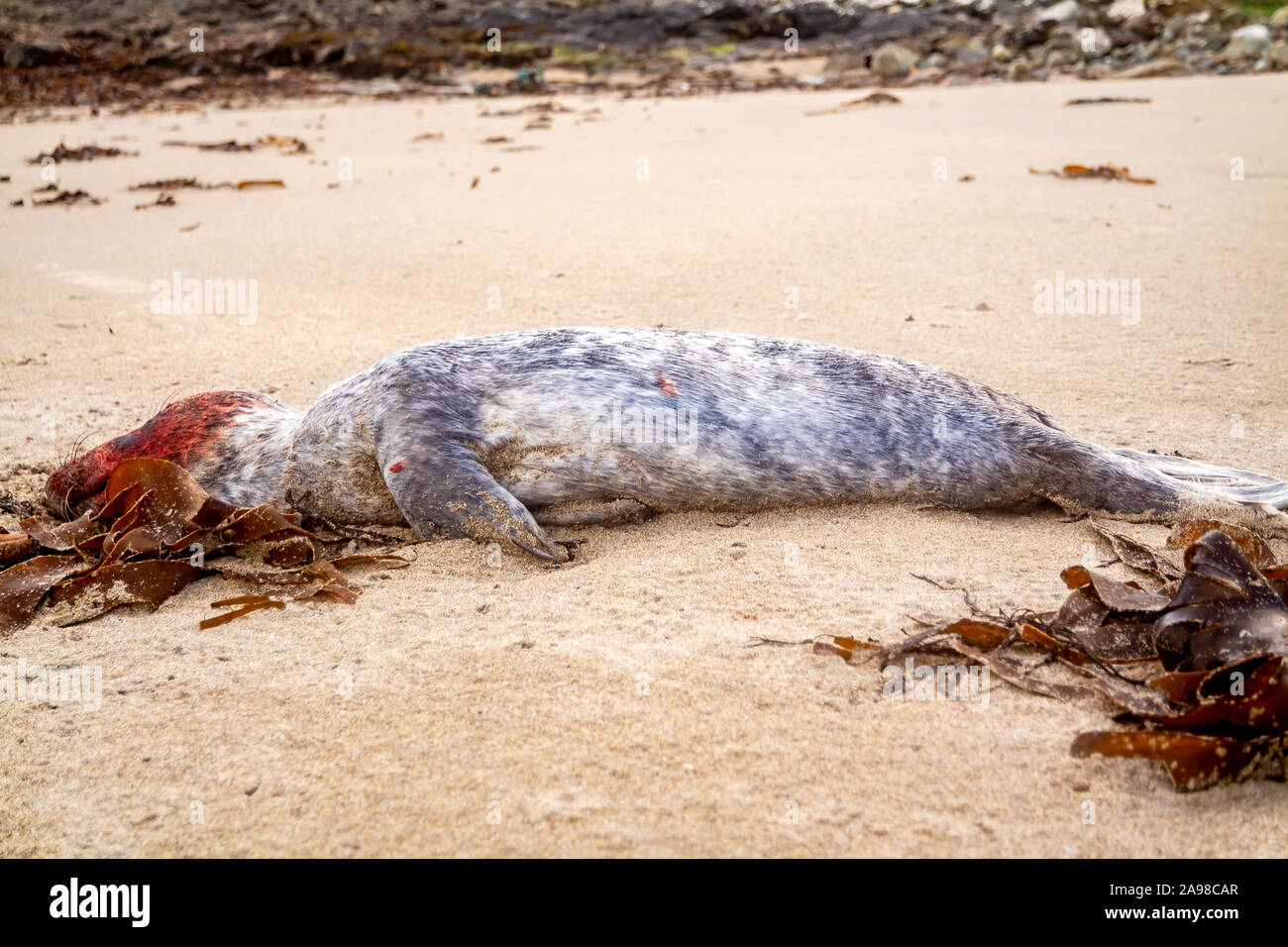 Dead seal pup lying on the shore in Portnoo - County Donegal, Ireland ...