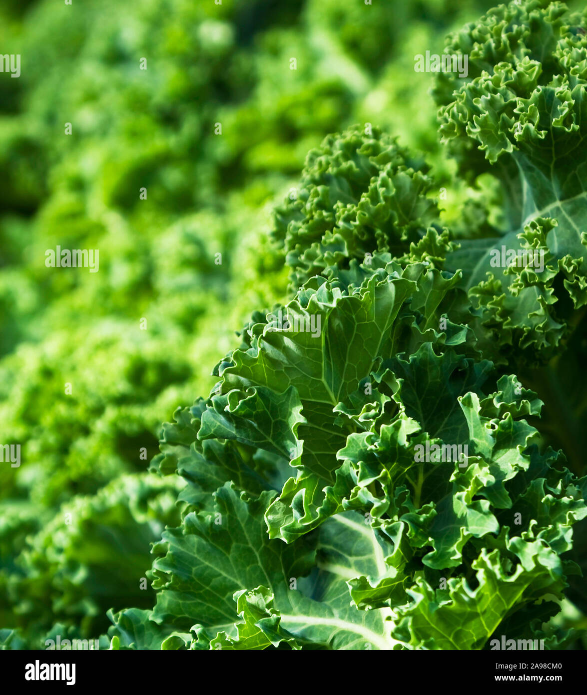 Cale green hi-res stock photography and images - Alamy