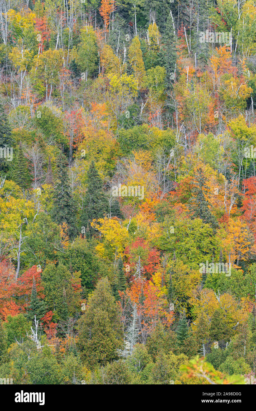 Mixed Coniferous Deciduous forest, late fall, Mystery Lookout ...