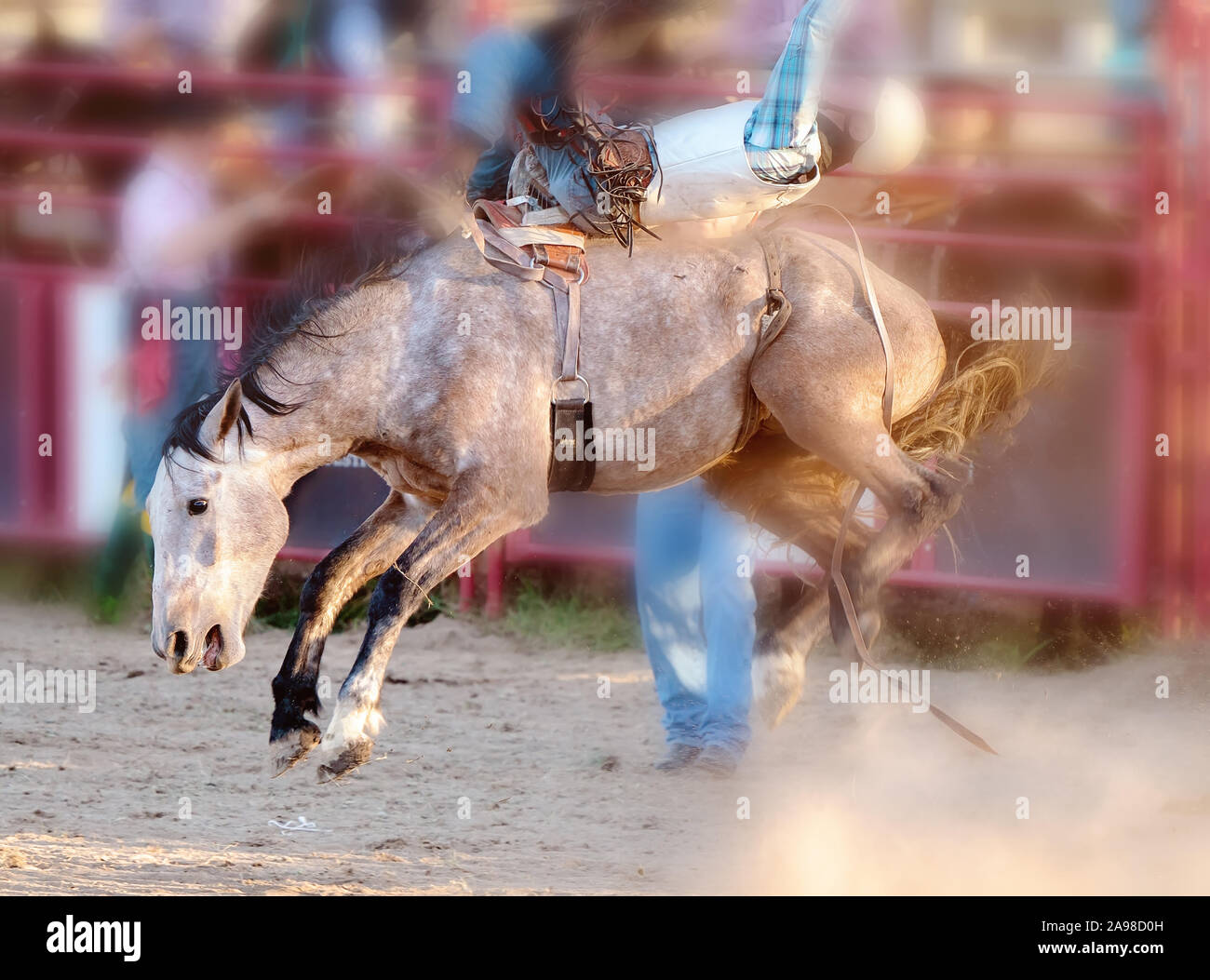 Bucking bronc horse riding competition entertainment at country rodeo ...