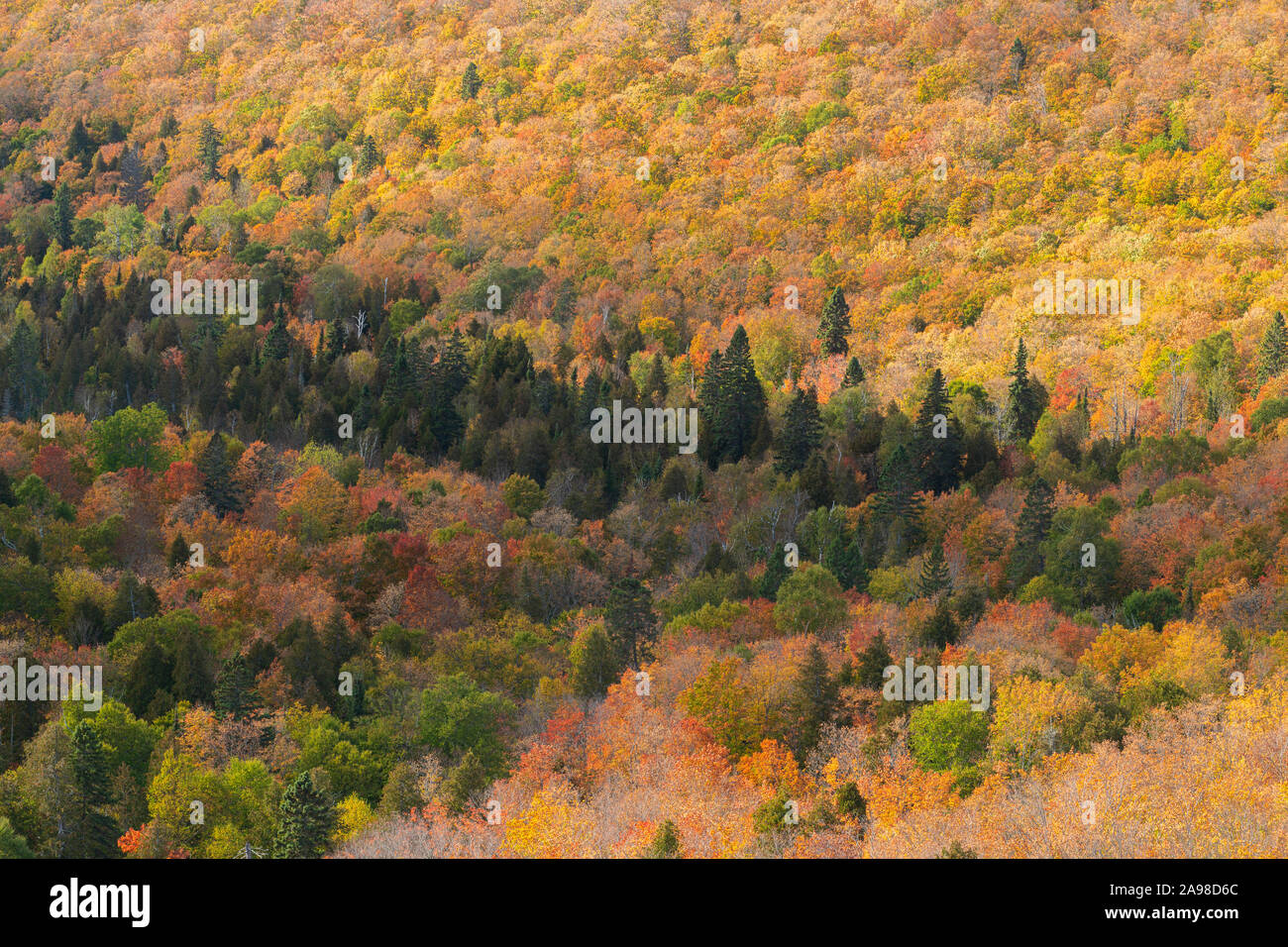 Mixed Coniferous Deciduous forest, late fall, Mystery Lookout ...