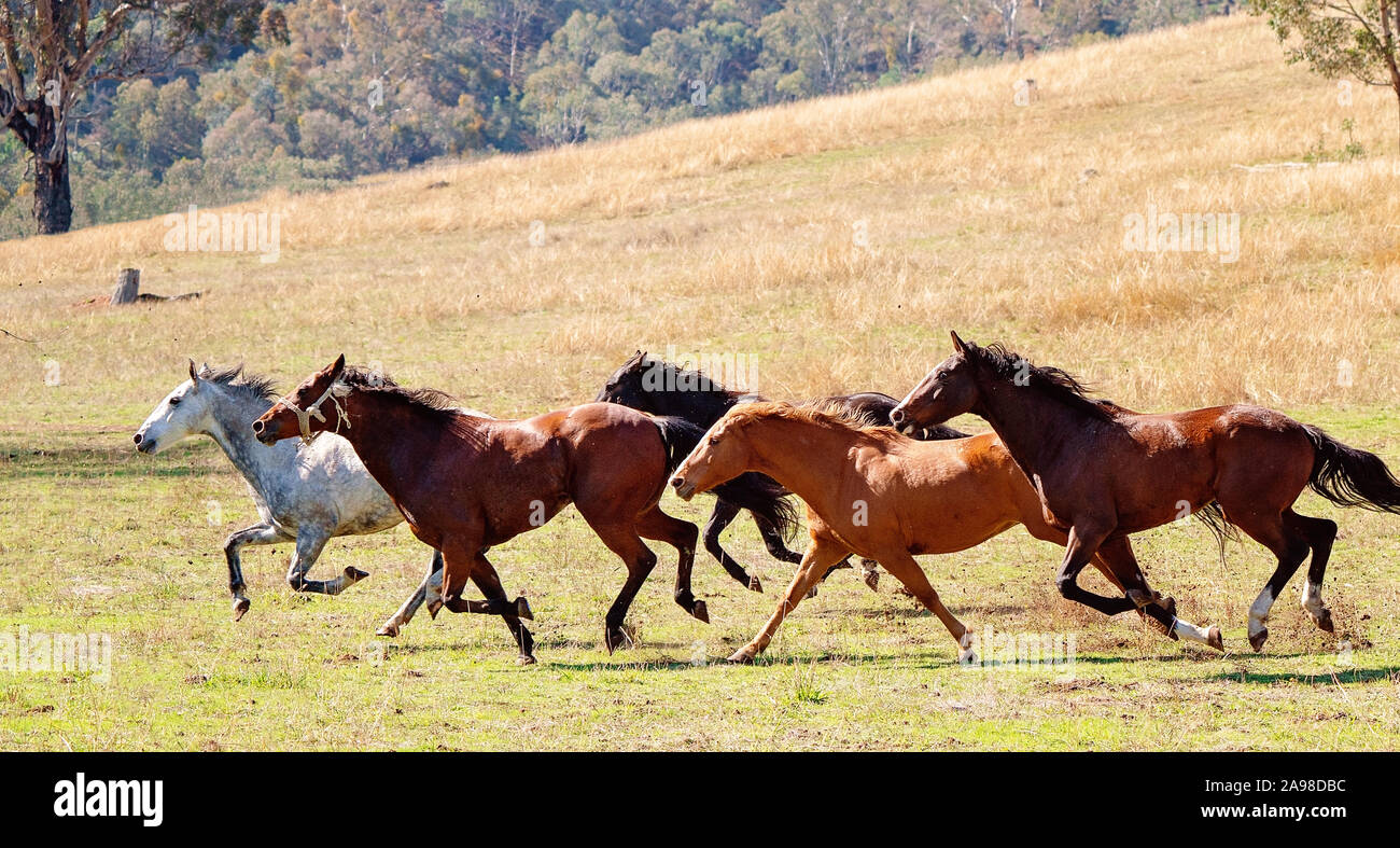 A herd of strong and fast wild horses racing across the plains of a ...