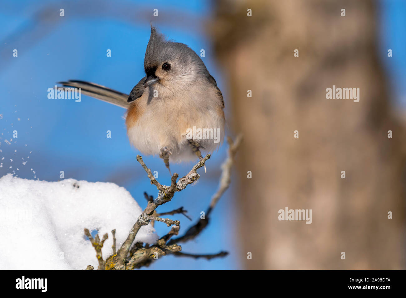 Tufted titmouse (Baeolophus bicolor) landing on a branch in winter ...