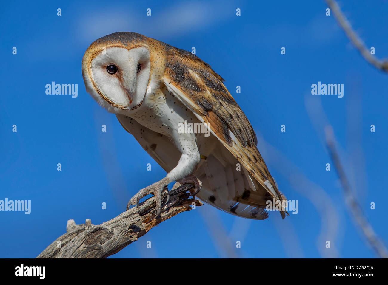 Nocturnal undulating flight hi-res stock photography and images - Alamy
