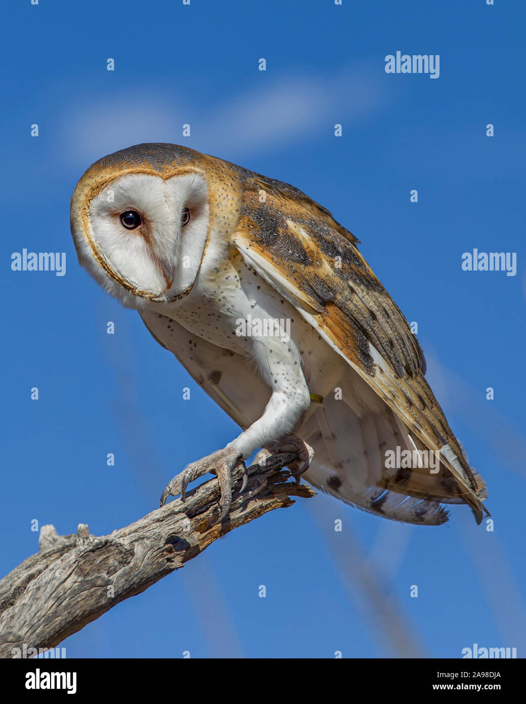 Owl distribution hi-res stock photography and images - Alamy