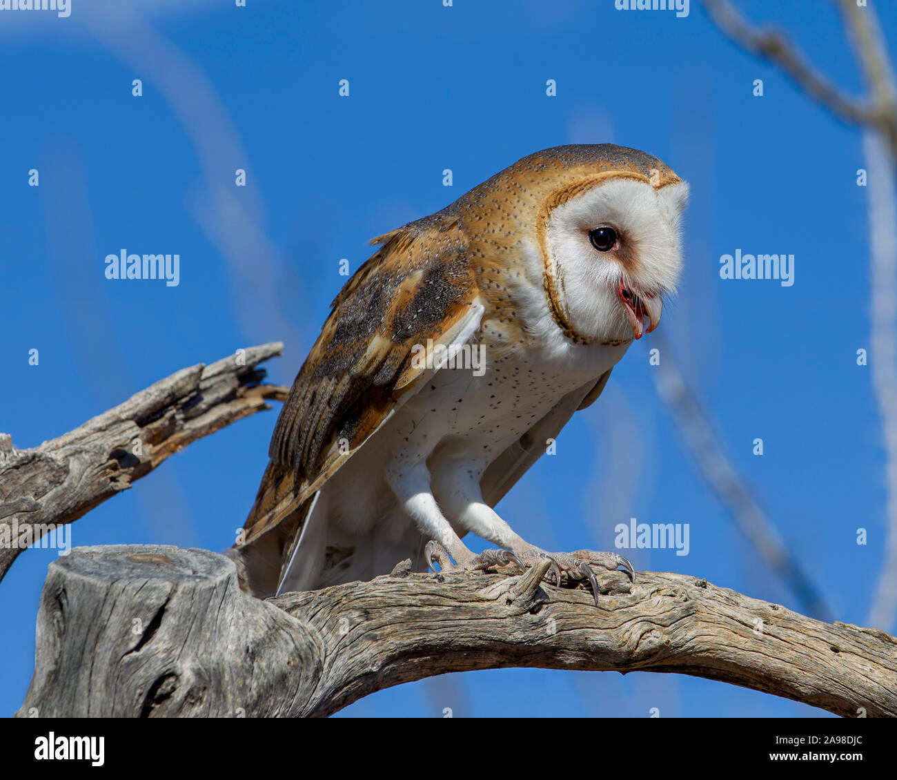 Nocturnal undulating flight hi-res stock photography and images - Alamy