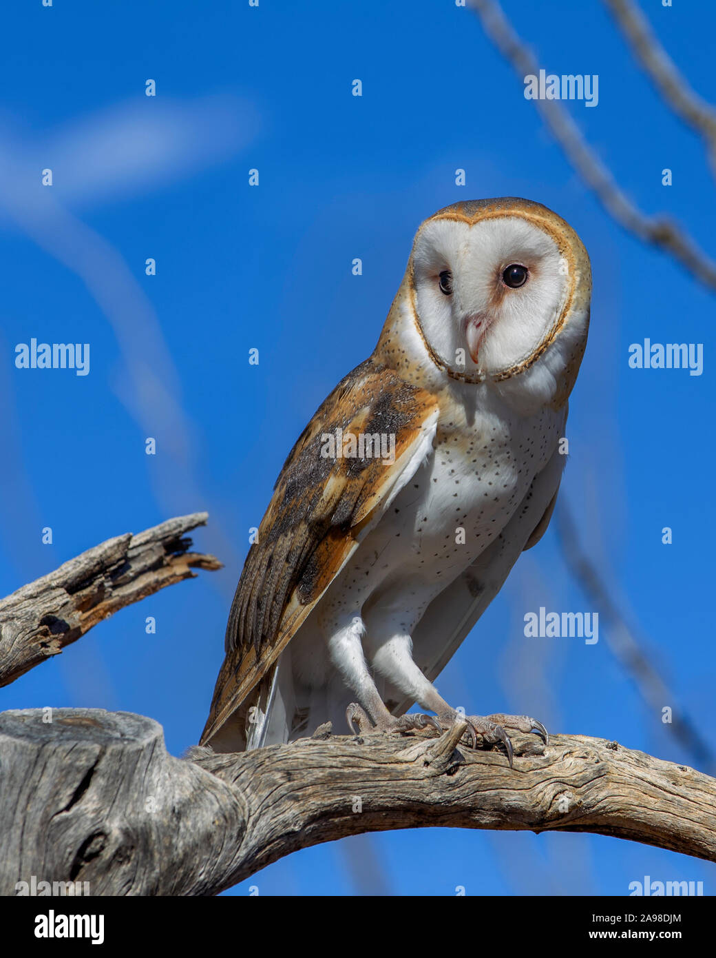 Nocturnal undulating flight hi-res stock photography and images - Alamy