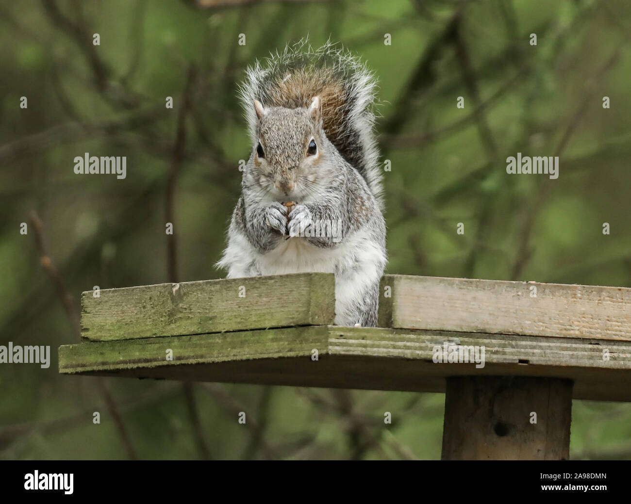 Portmore Lough Northern Ireland Stock Photo - Alamy