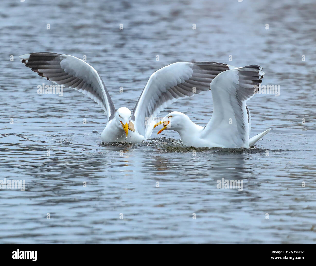 Portmore Lough Northern Ireland Stock Photo - Alamy