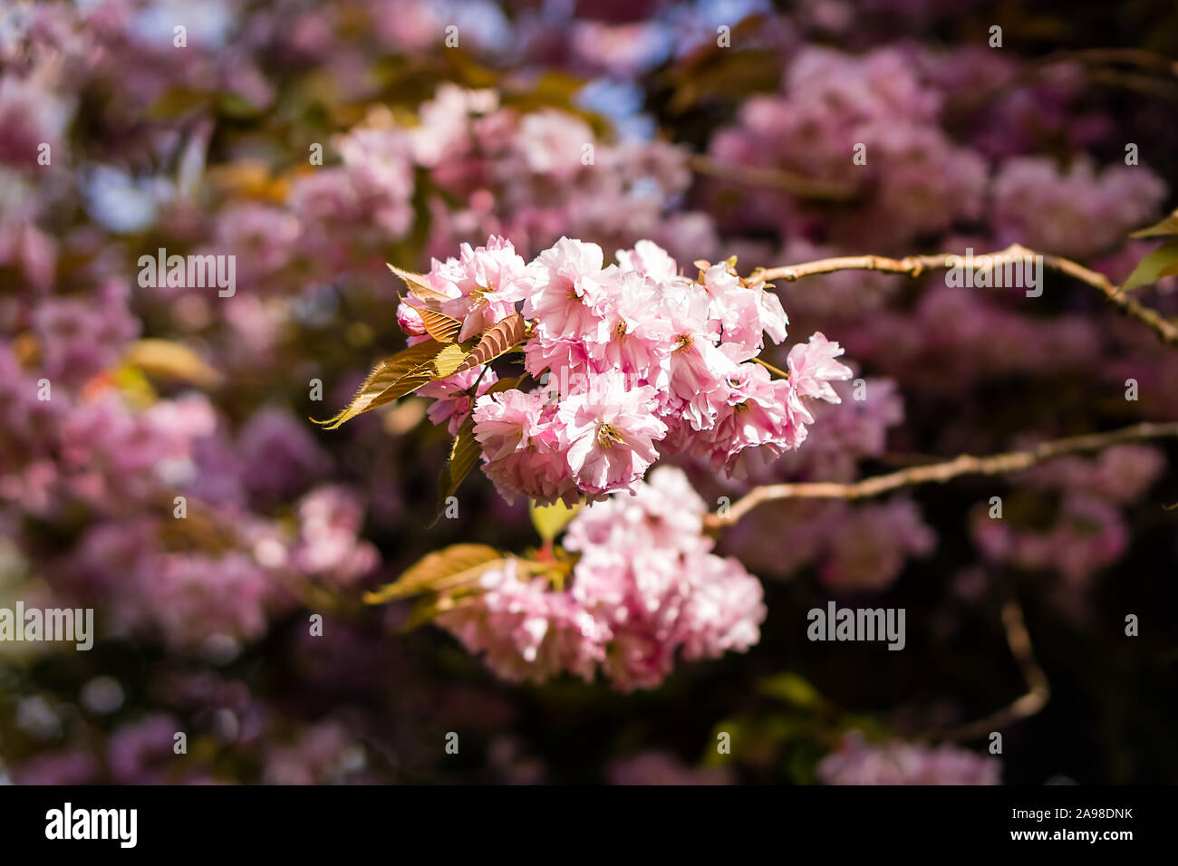 Blooming pink cherry tree branch, photographed with a selective focus ...