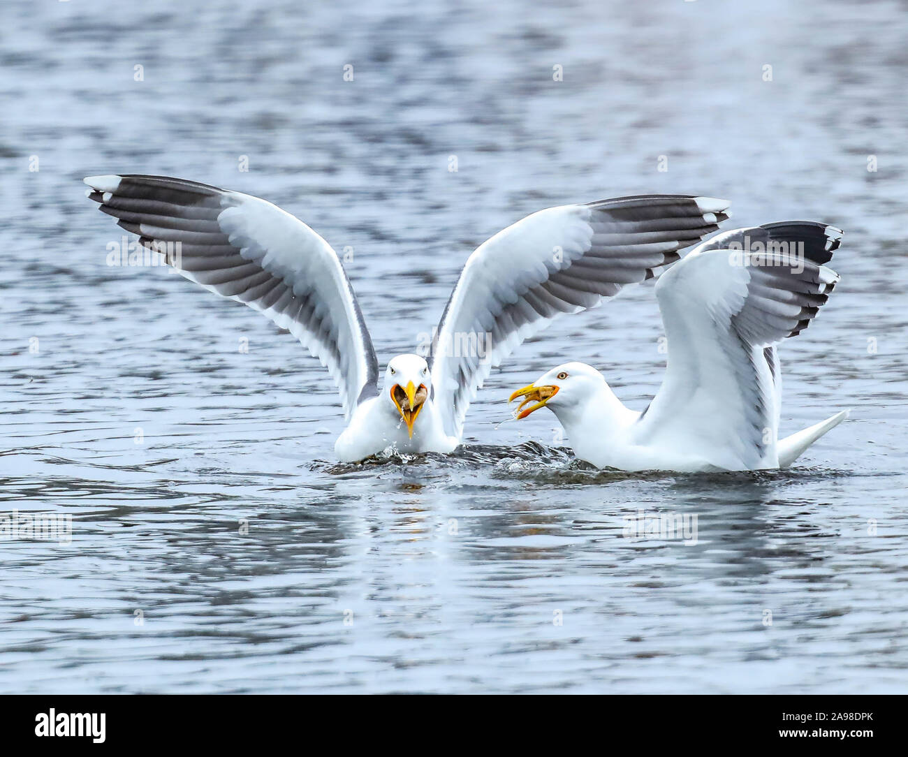 Portmore Lough Northern Ireland Stock Photo - Alamy