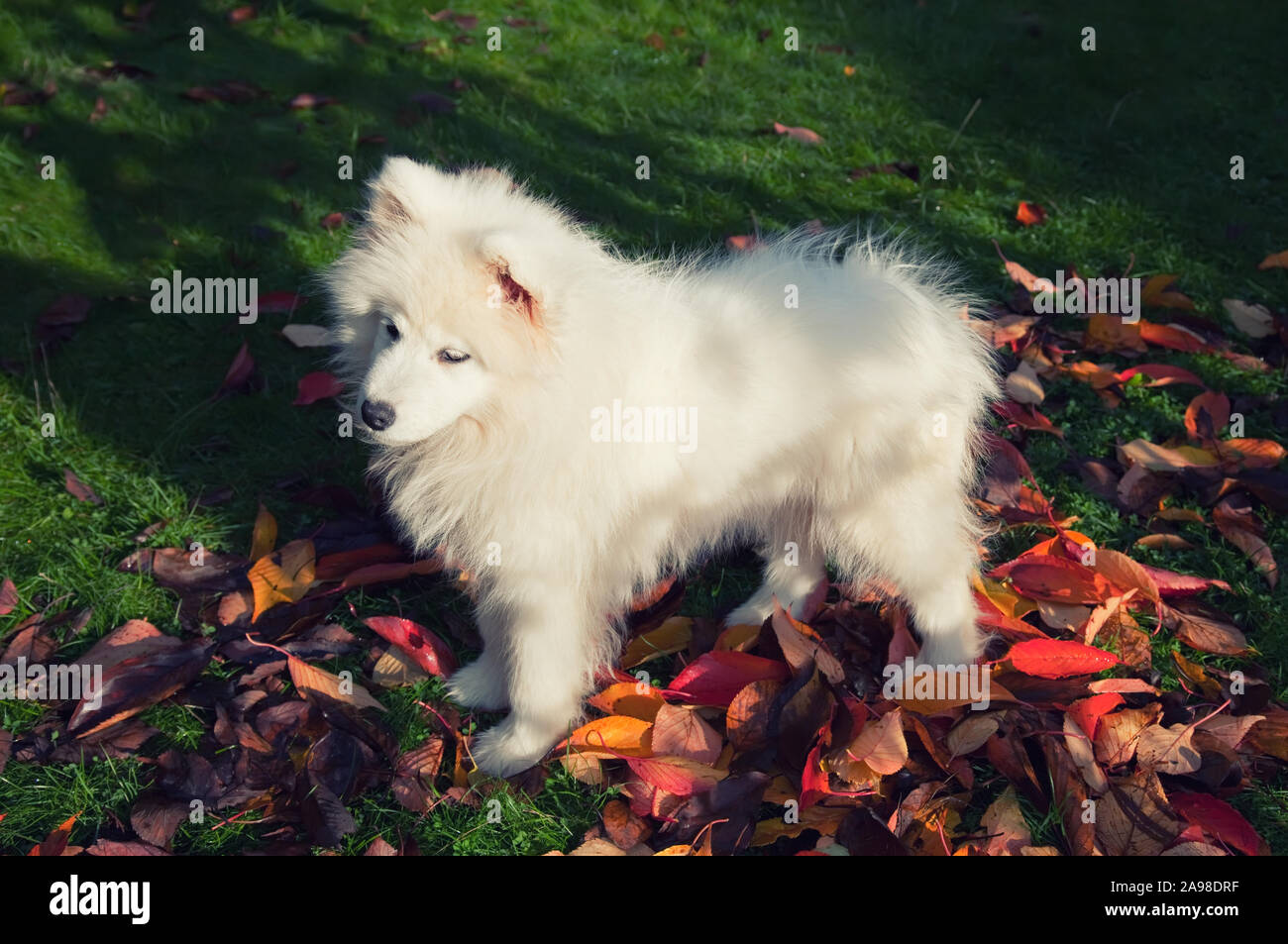 Samoyed puppy hi-res stock photography and images - Alamy