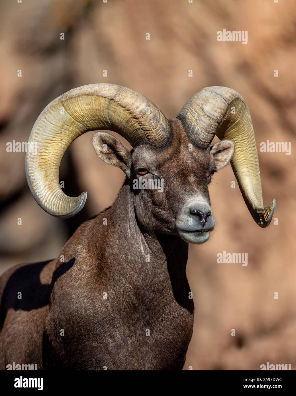 Desert Big Horn Sheep Stock Photo - Alamy Desert Big Horn Sheep Stock Photo - Alamy