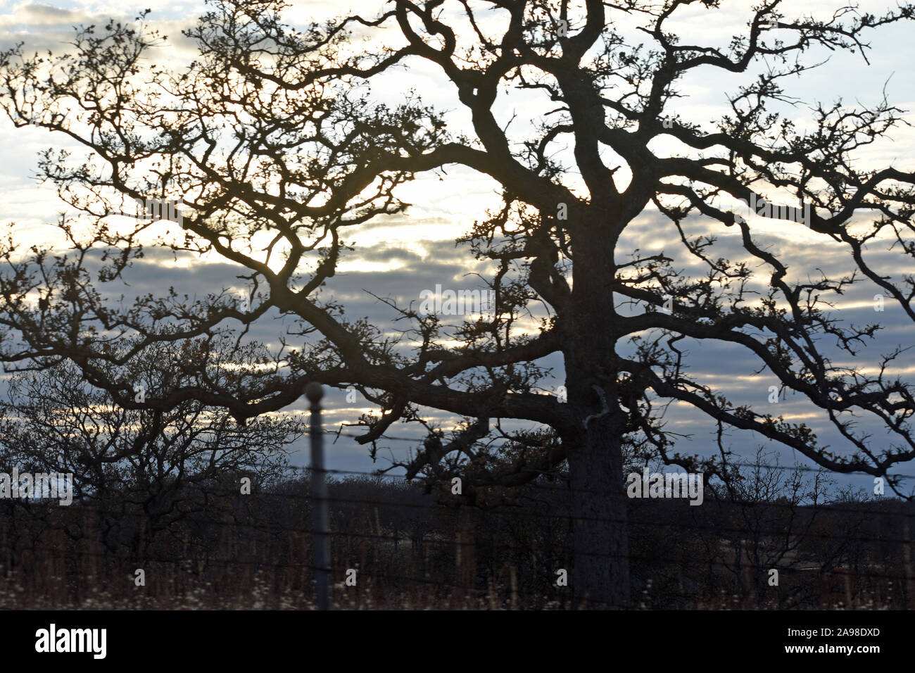 Sunset through a Bare Tree Stock Photo - Alamy