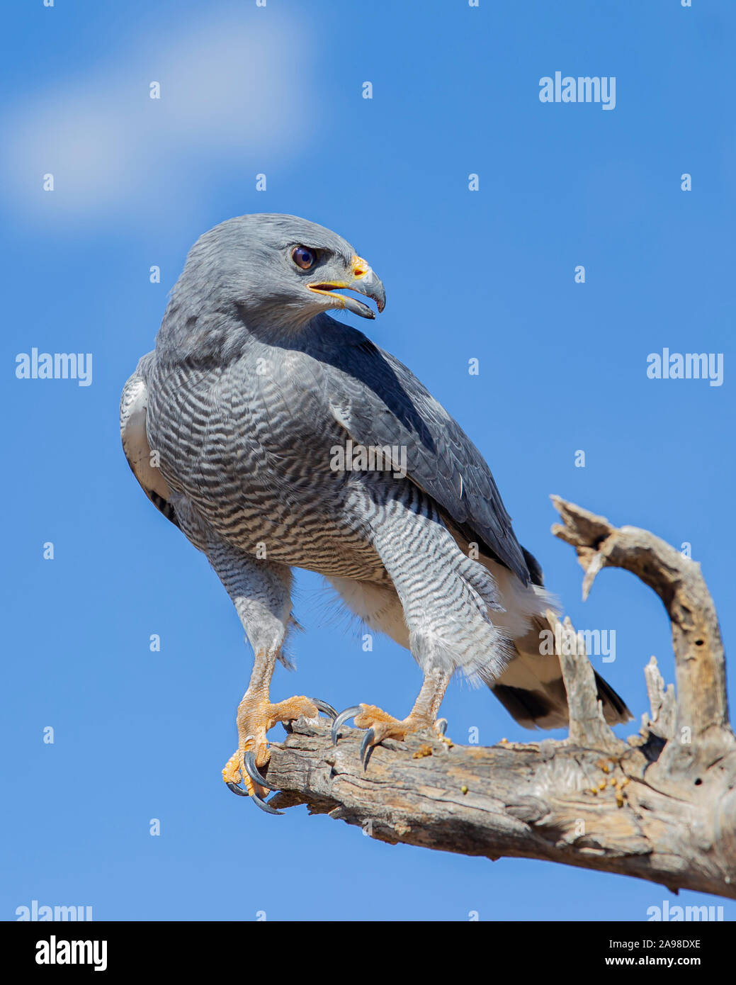 Smooth pale gray plumage hi-res stock photography and images - Alamy