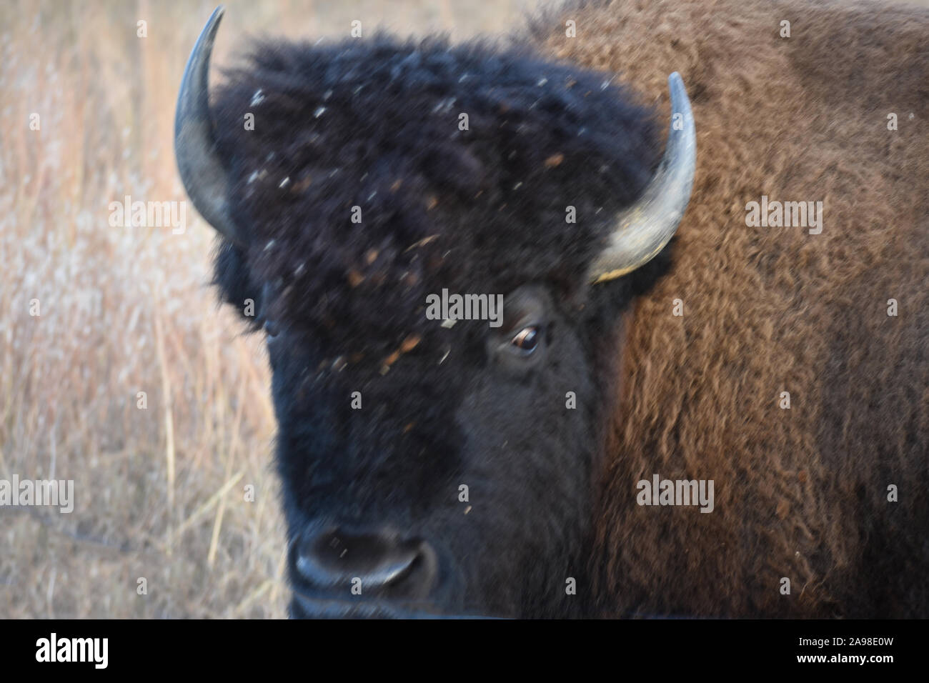 Buffalo in the Wild Stock Photo - Alamy
