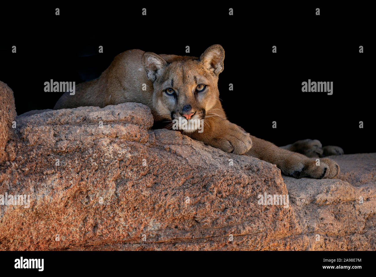 Lion on ambush hi-res stock photography and images - Alamy