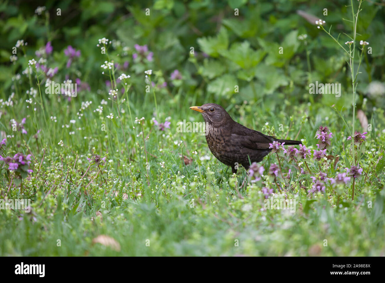 Amsel Weibchen (Turdus merula Stock Photo - Alamy