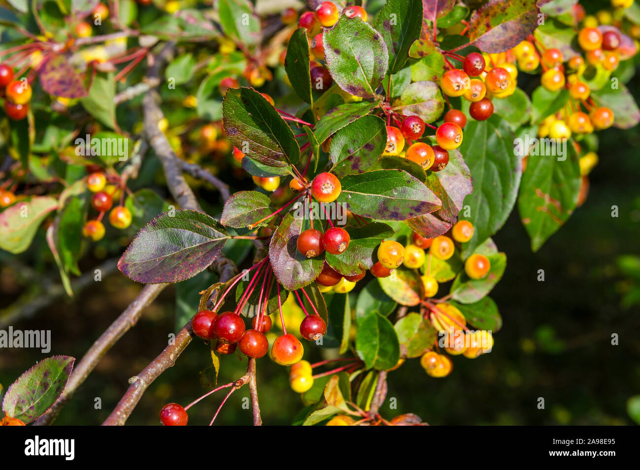 Red and yellow berries during the Autumn colours at Westonbirt, The ...