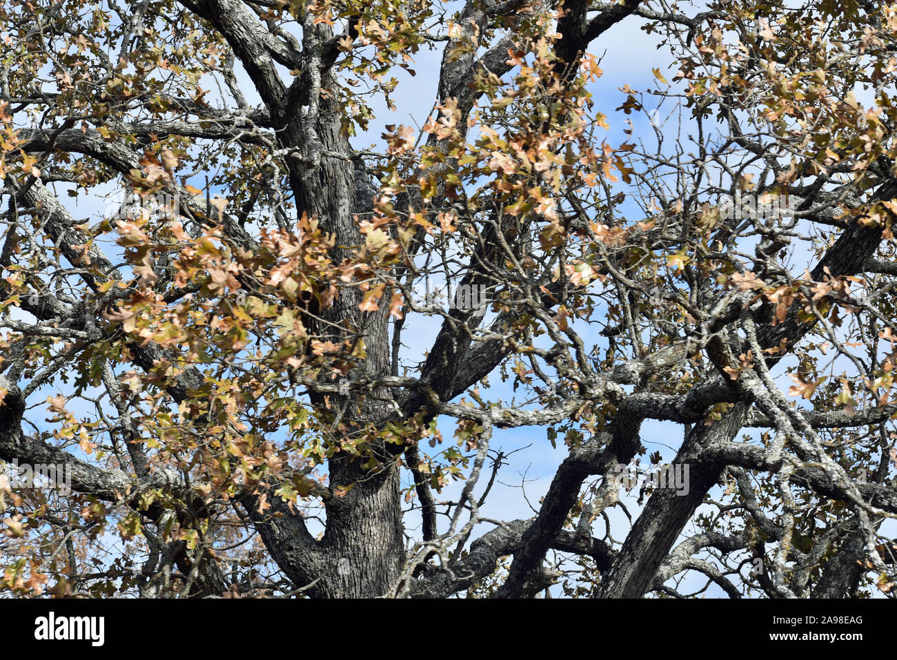 Woolaroc ranch hi-res stock photography and images - Alamy