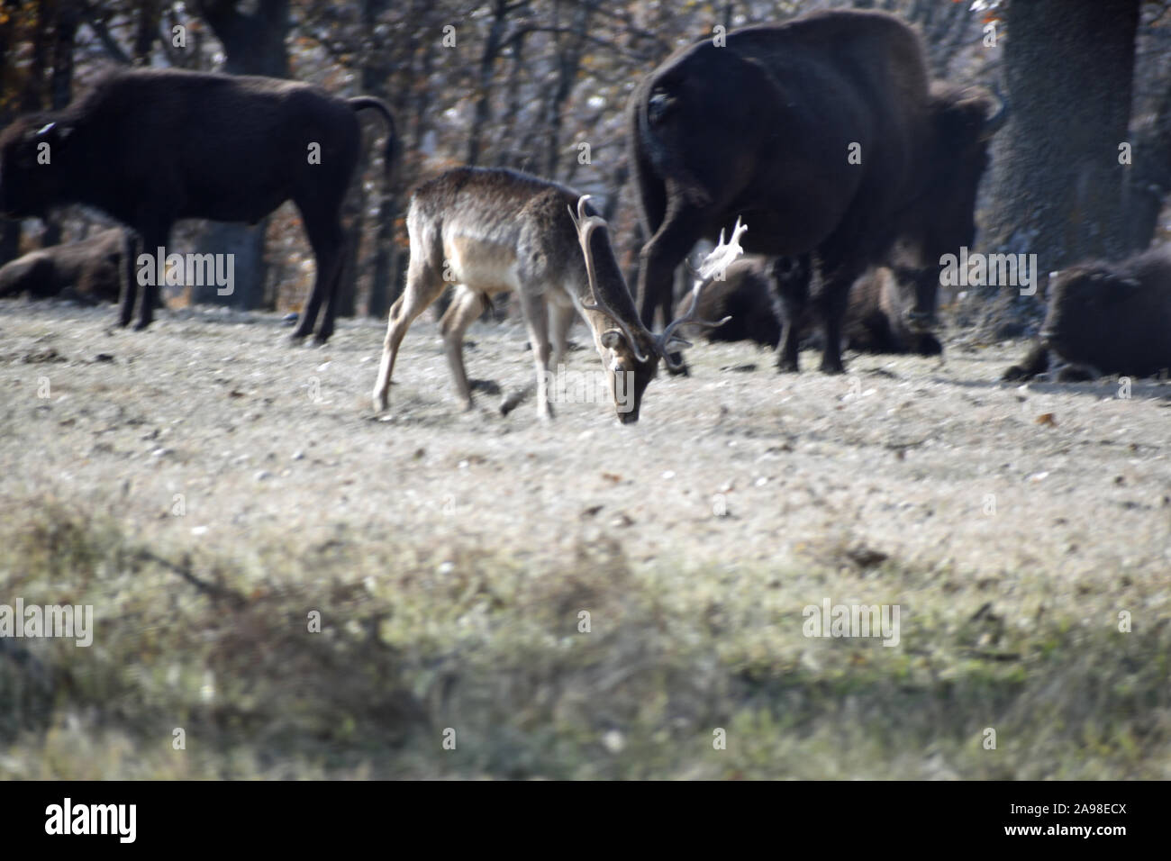 Deer in the Field Stock Photo - Alamy