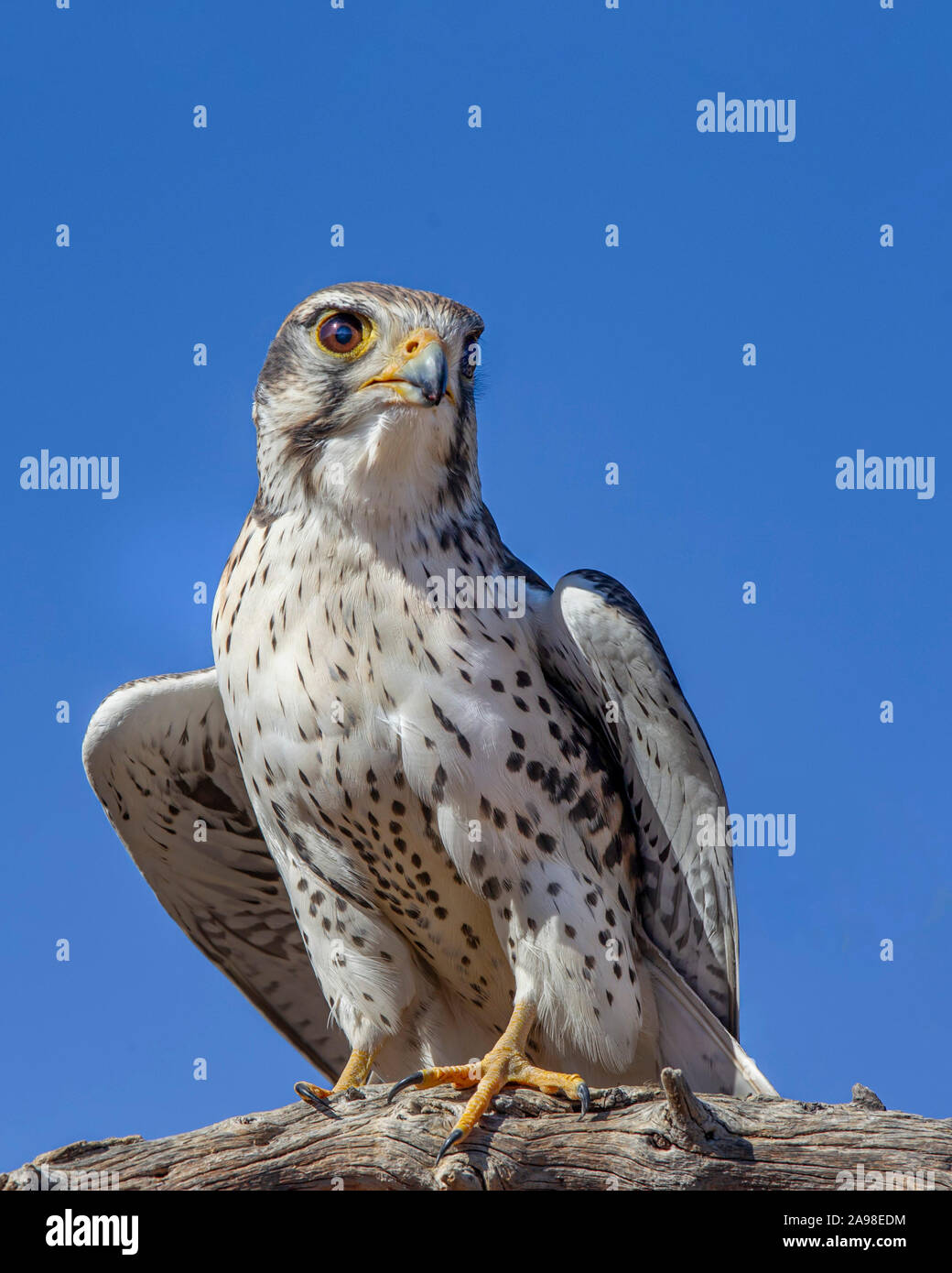 Prairie Falcon Falco Mexicanus High Resolution Stock Photography and ...