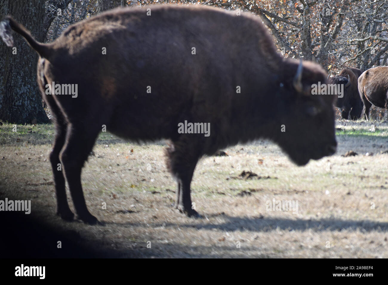 Buffalo in the Wild Stock Photo - Alamy