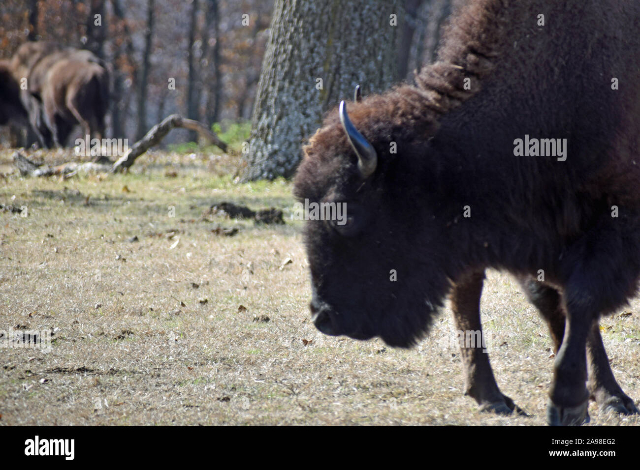 Woolaroc ranch hi-res stock photography and images - Alamy