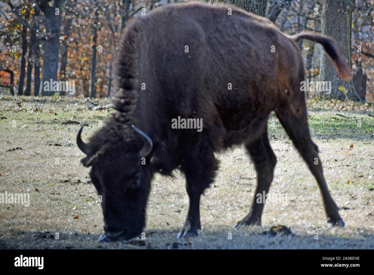 Woolaroc hi-res stock photography and images - Alamy