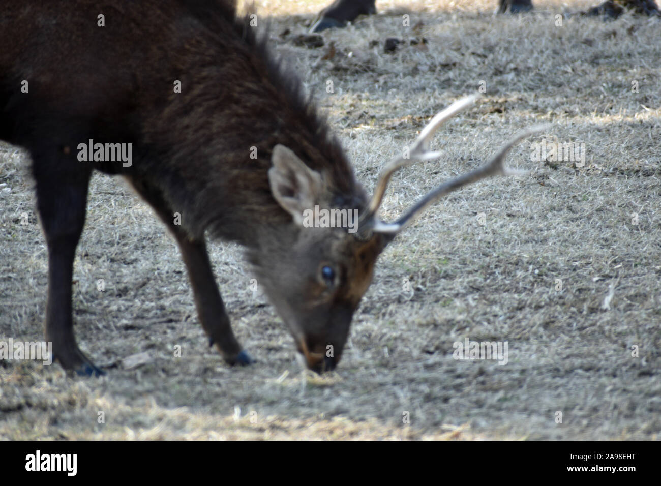 Red stag deer skin hi-res stock photography and images - Alamy