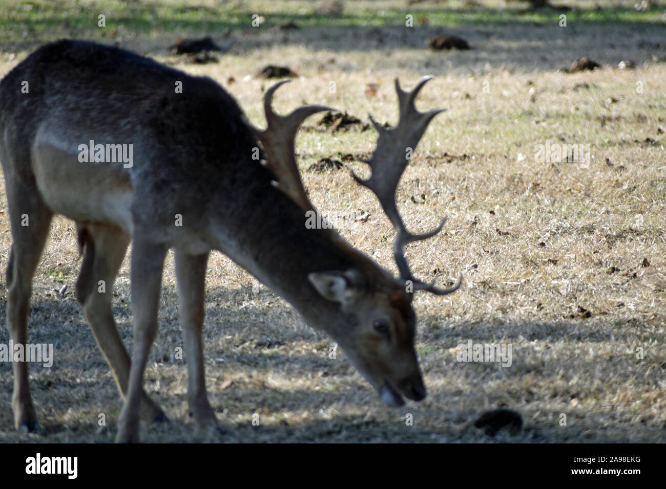 Deer in the Field Stock Photo - Alamy
