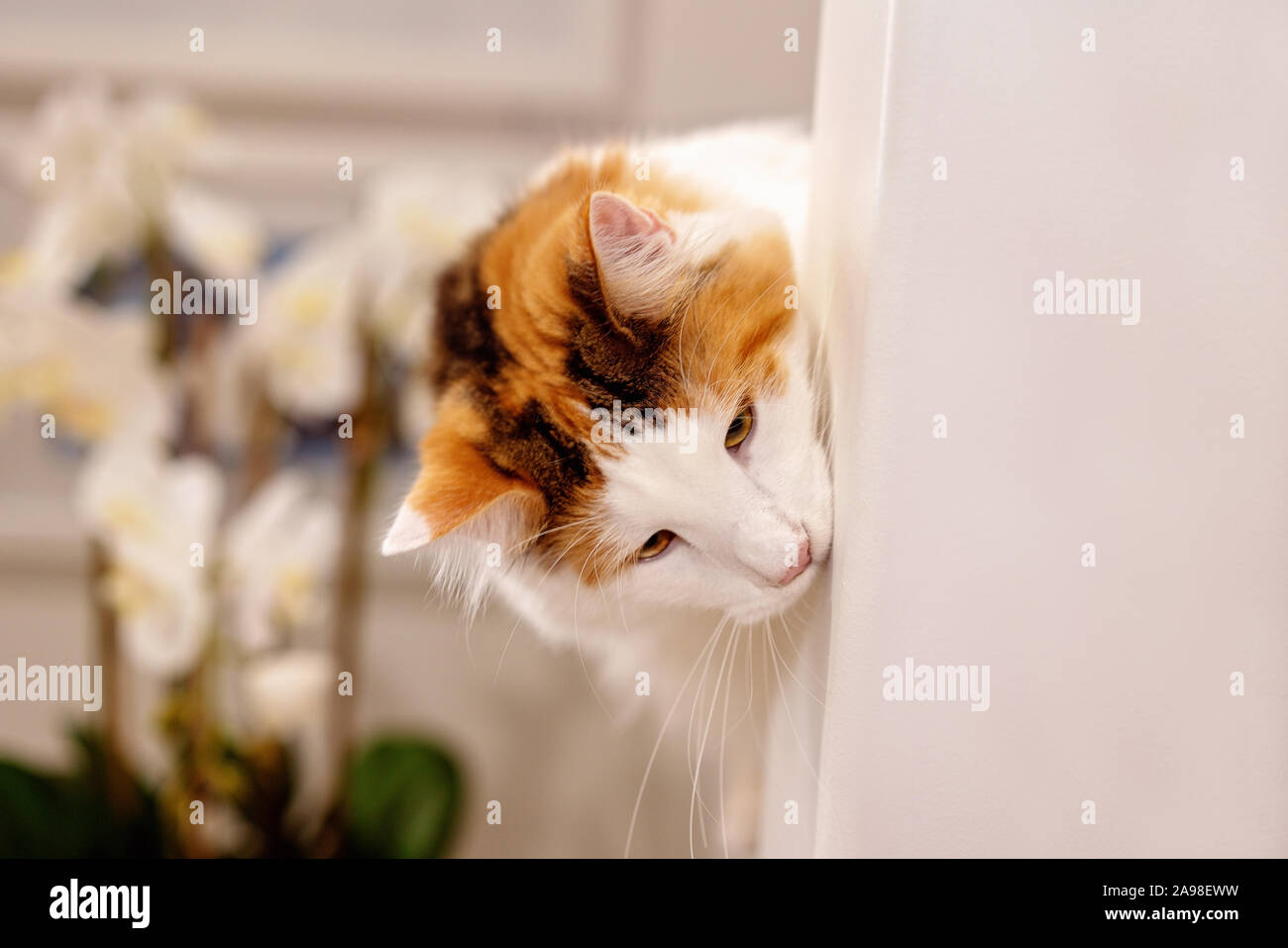 Cat peeking around corner hi-res stock photography and images - Alamy