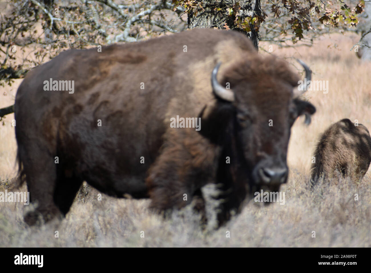 Buffalo in the Wild Stock Photo - Alamy