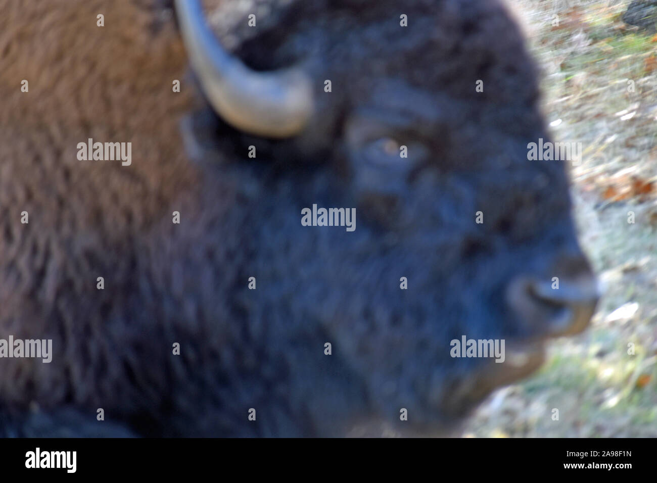 Woolaroc hi-res stock photography and images - Alamy