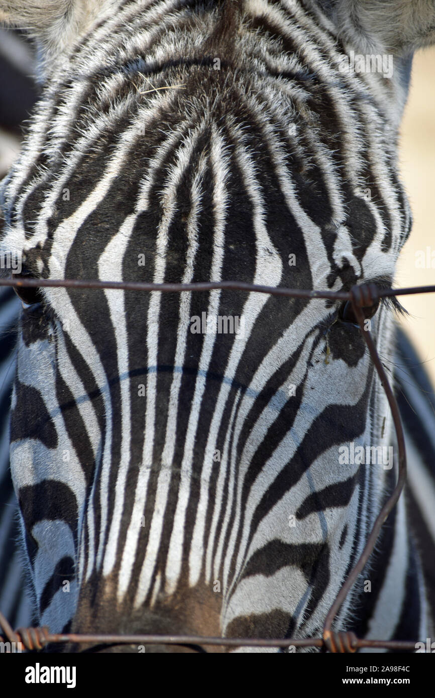 Zebra Up Close Stock Photo - Alamy