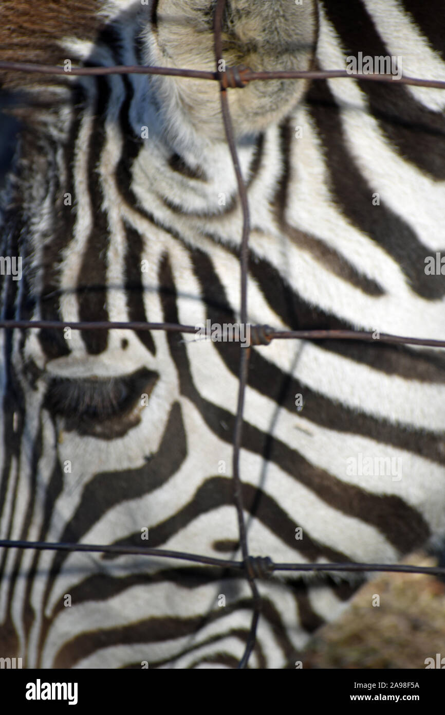 Zebra Up Close Stock Photo - Alamy