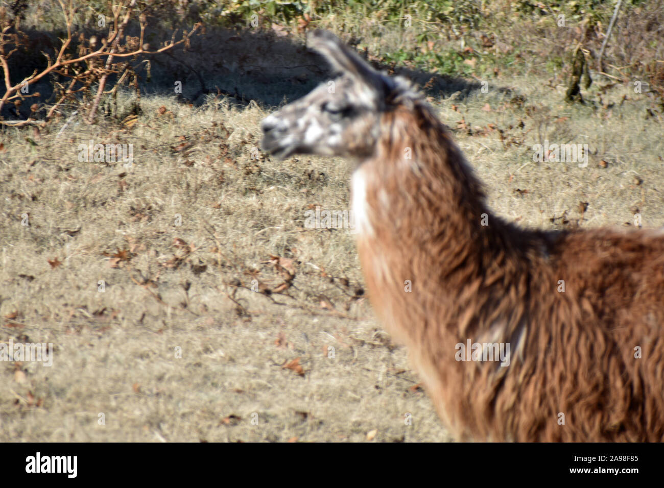 Wooly horse hi-res stock photography and images - Alamy