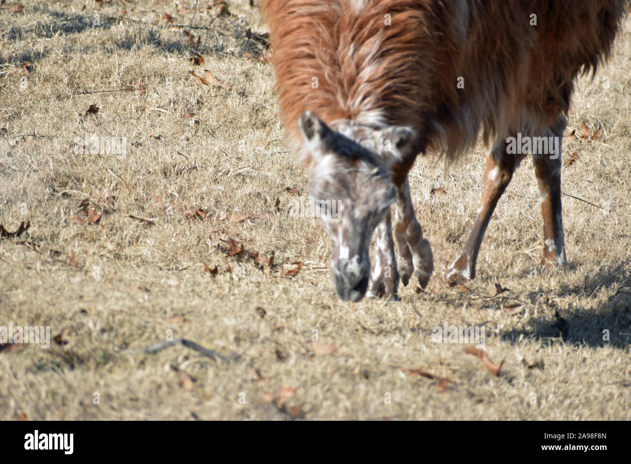 Woolaroc ranch hi-res stock photography and images - Alamy