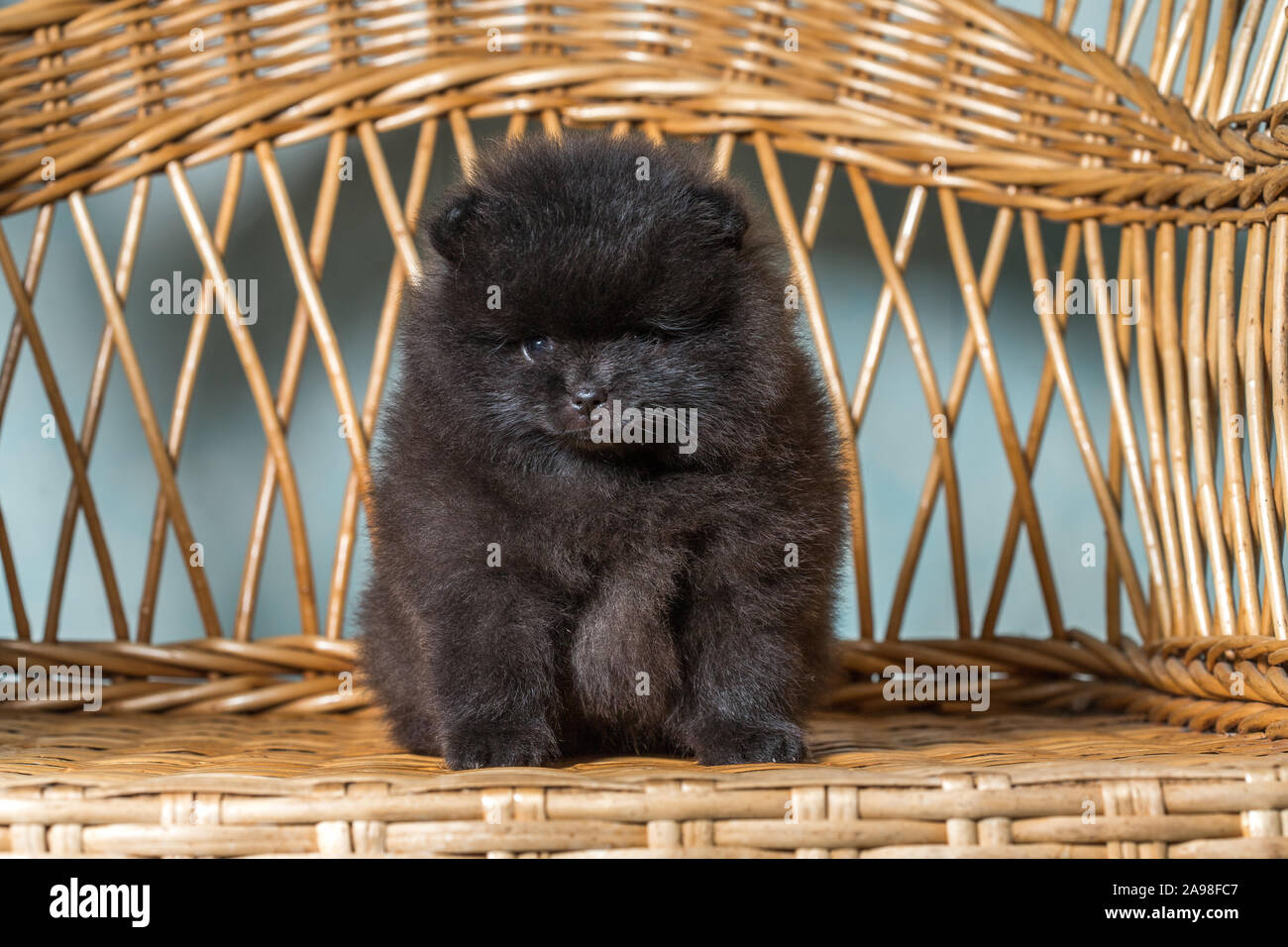 Cute puppy of miniature Pomeranian Spitz (Zwergspitz or Dwarf Spitz ...