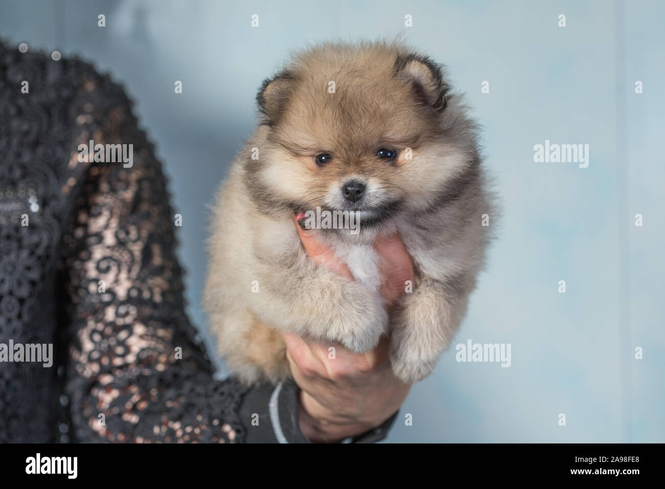 Cute puppy of miniature Pomeranian Spitz Zwergspitz or Dwarf Spitz ...