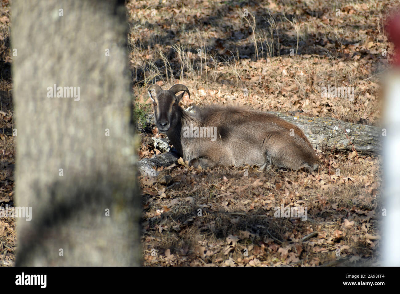 Woolaroc ranch hi-res stock photography and images - Alamy